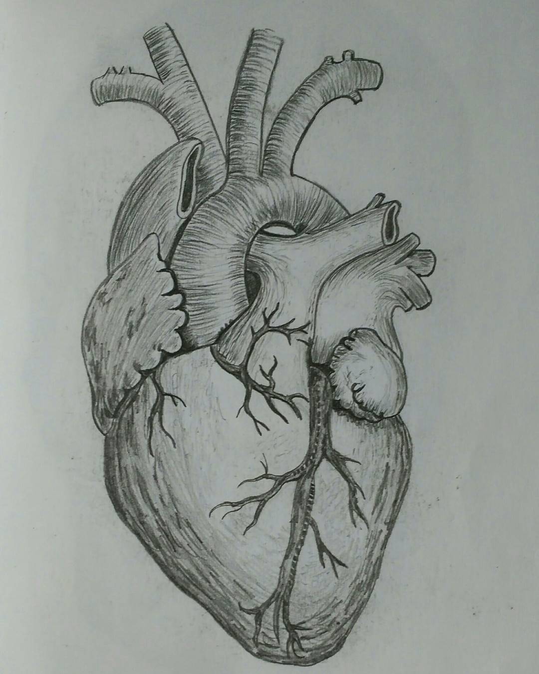 Dibujo De Anatomia
