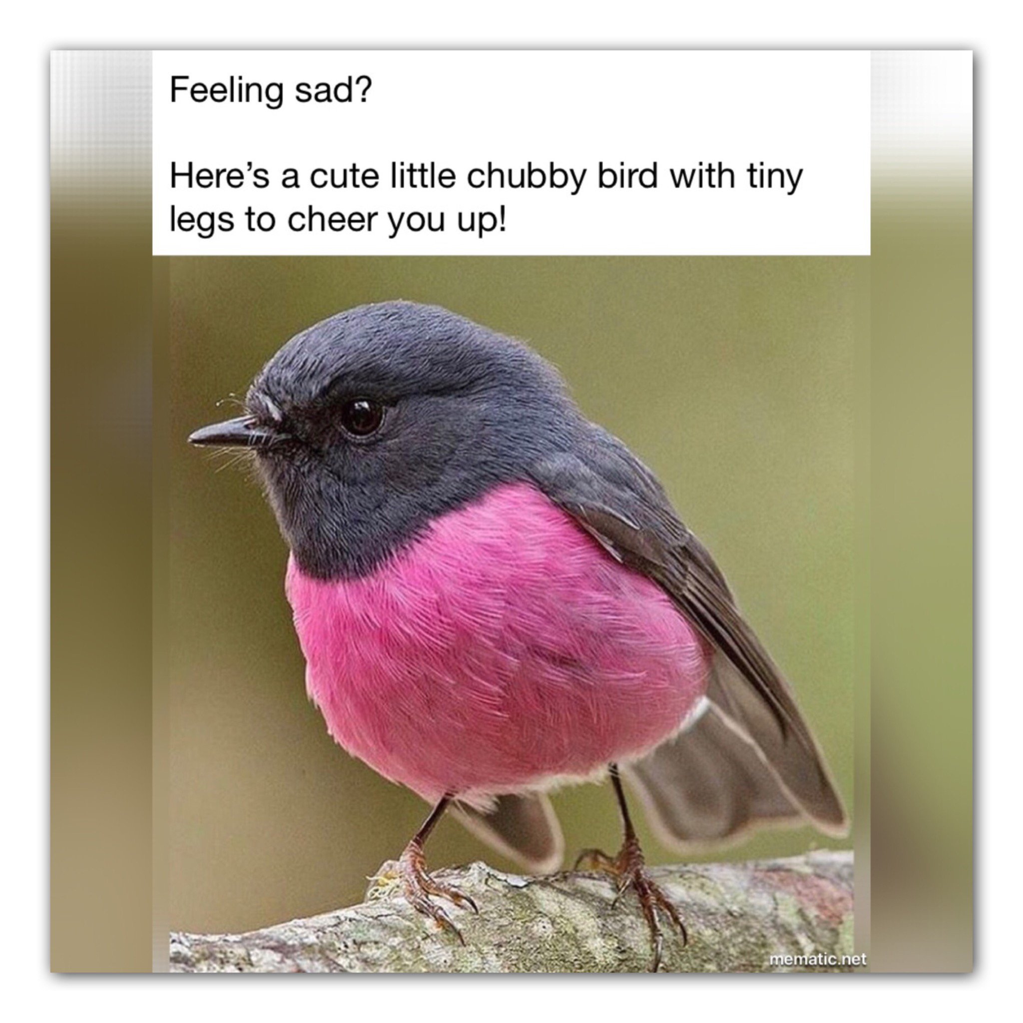 Cute Bird Meme