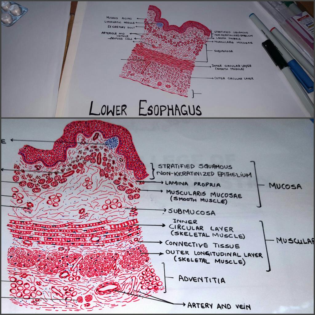 Esophagus Histology Drawing