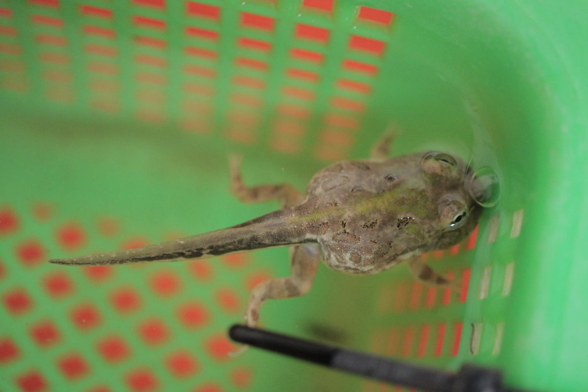 Pacman Frog Tadpoles