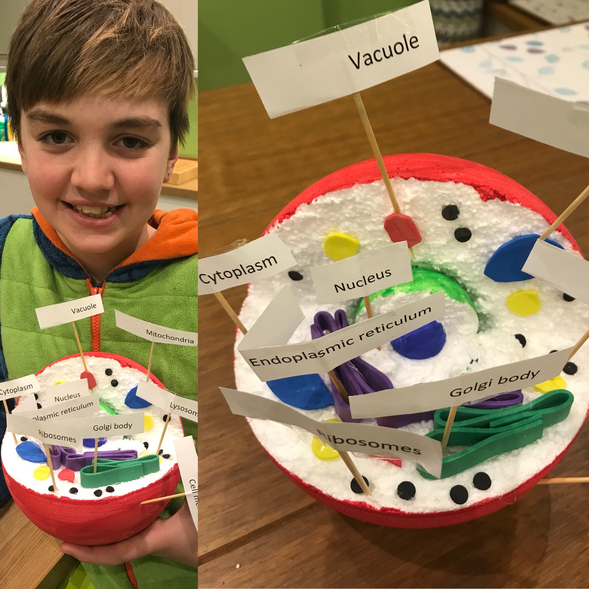 3d Cell Model School Project
