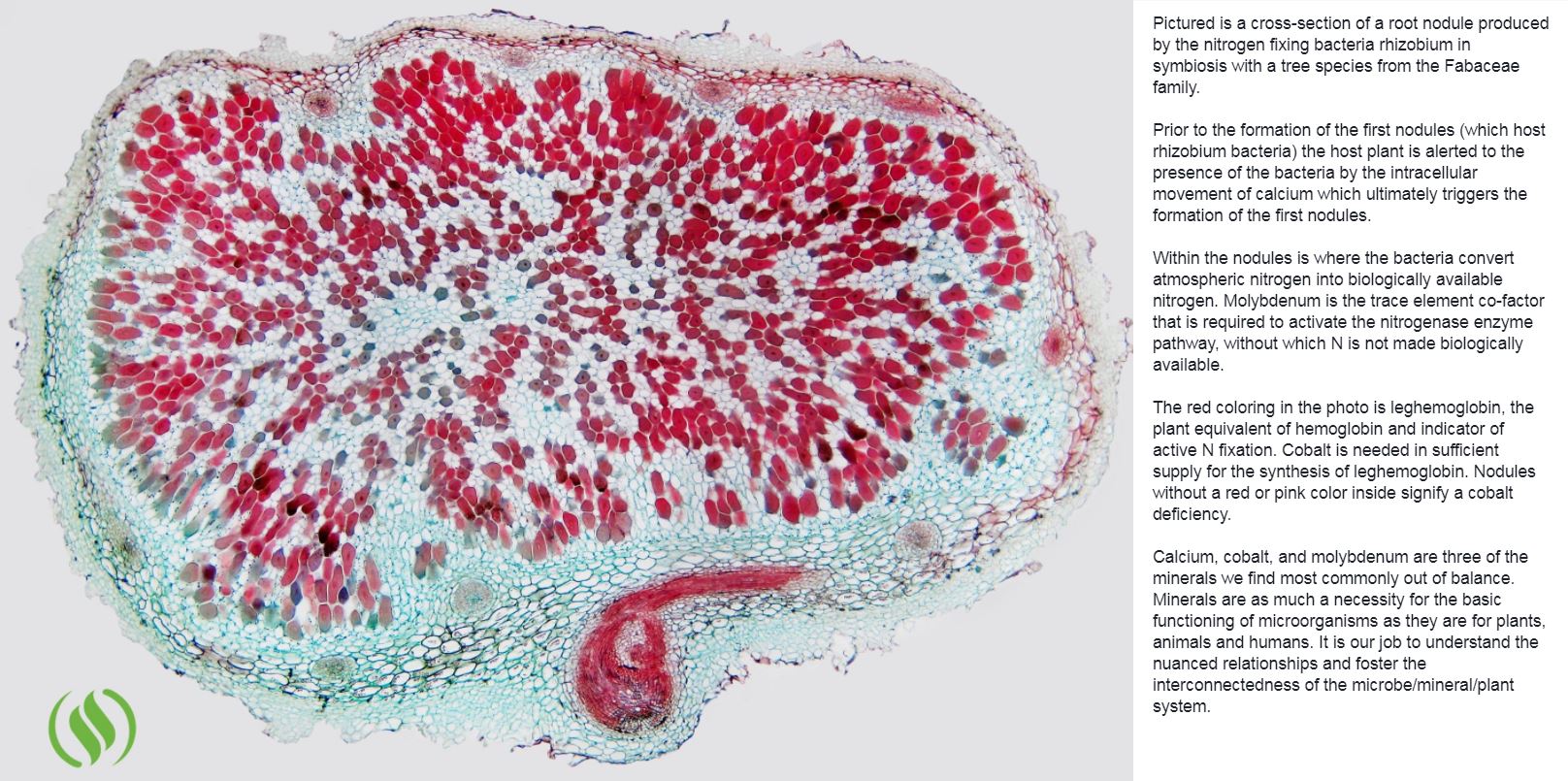Cross Section Of Root