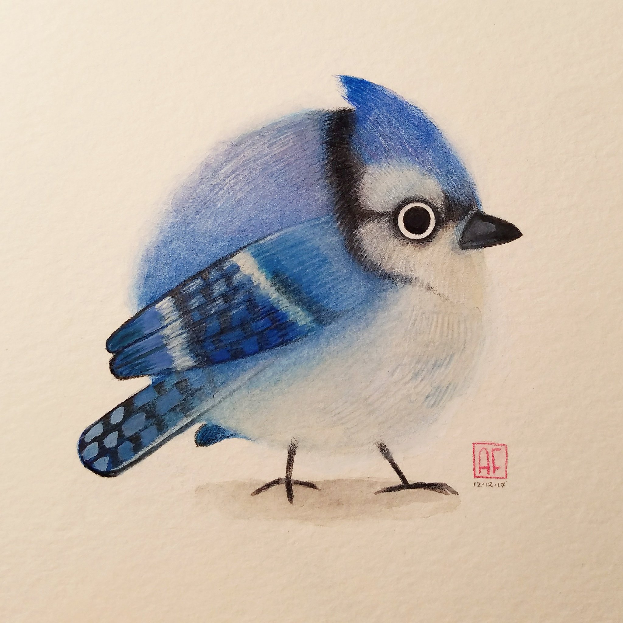 Cute Blue Jay Bird Drawing