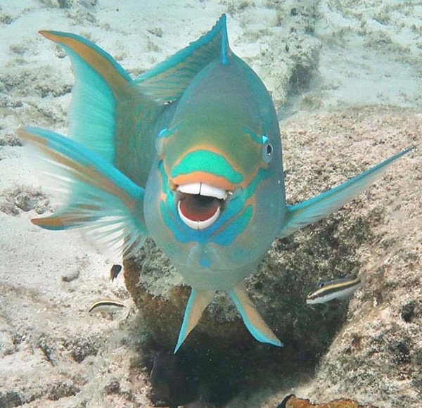 Smiling Fish With Teeth