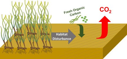 Simone Strydom (@SultrySeagrass) | Twitter