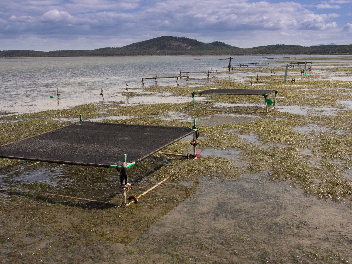 Simone Strydom (@SultrySeagrass) | Twitter