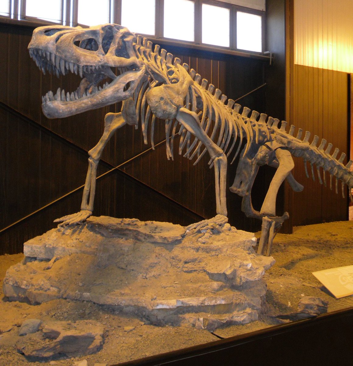 Saurosuchus Skeleton