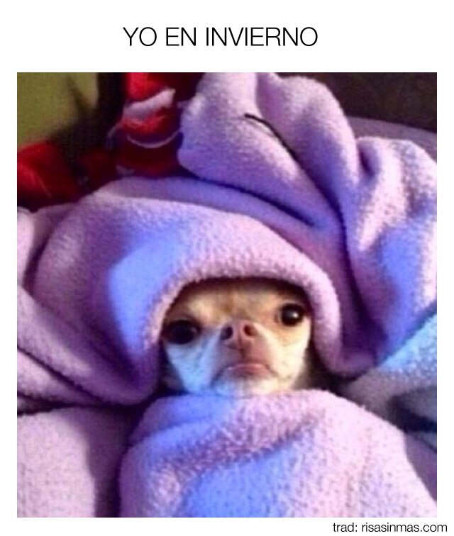 Perro Con Frio Memes