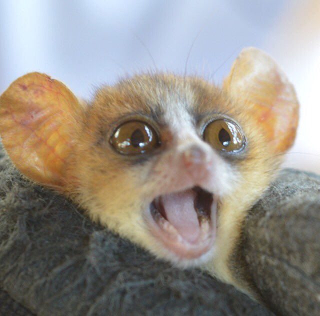 Goodmans Mouse Lemur