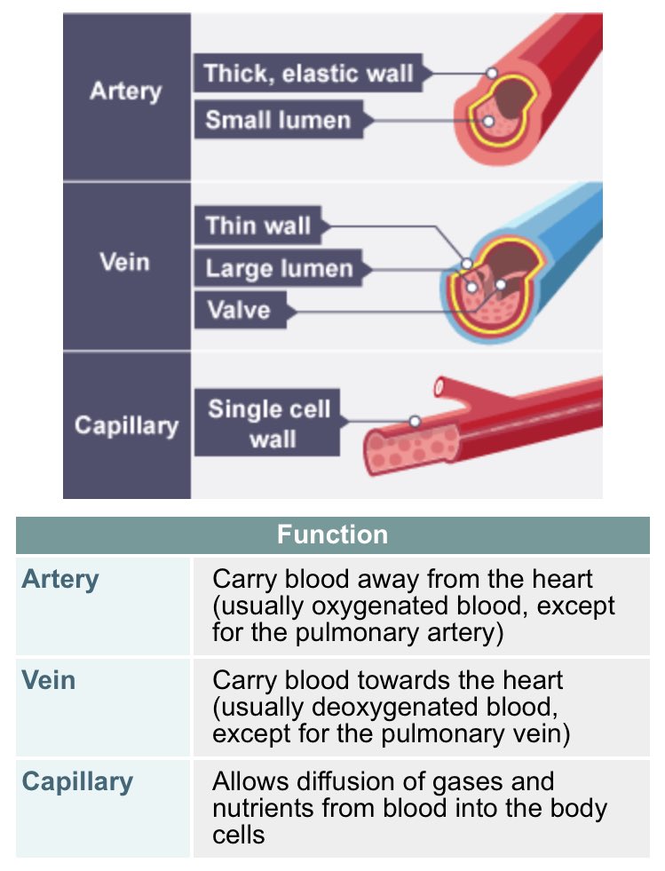 Five Types Of Blood Vessels