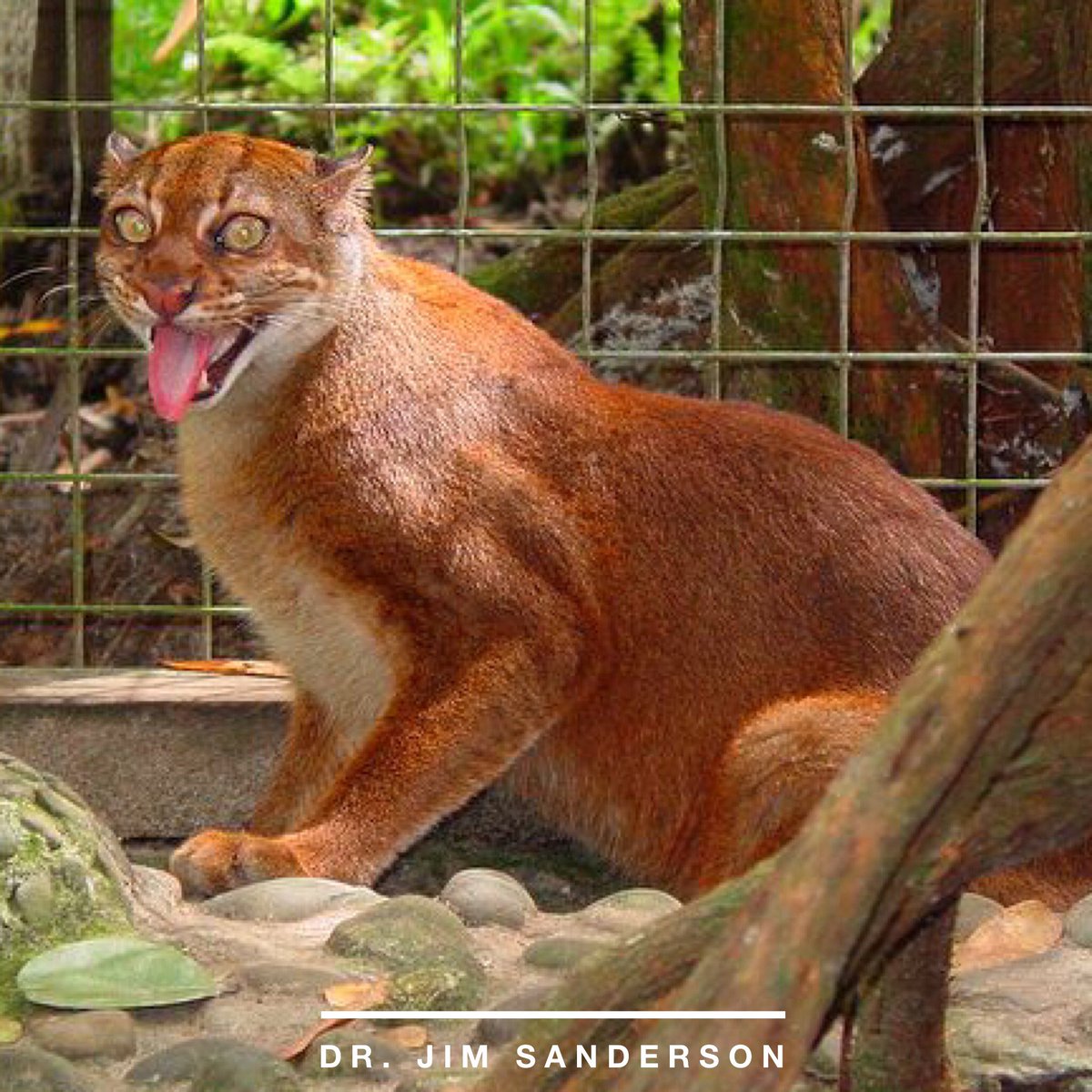 Kucing Hutan Kalimantan