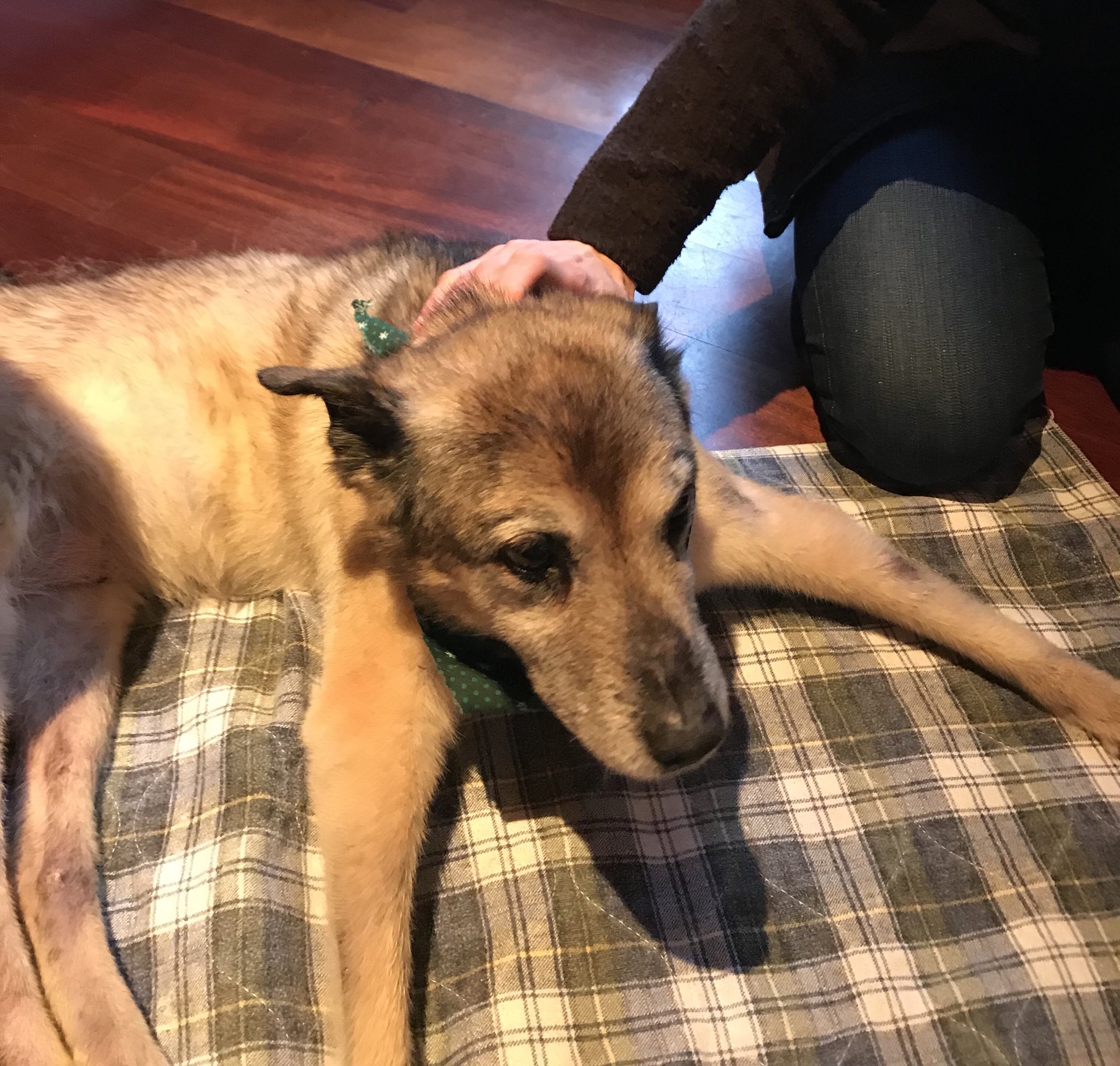 Sad Dog Waving Goodbye