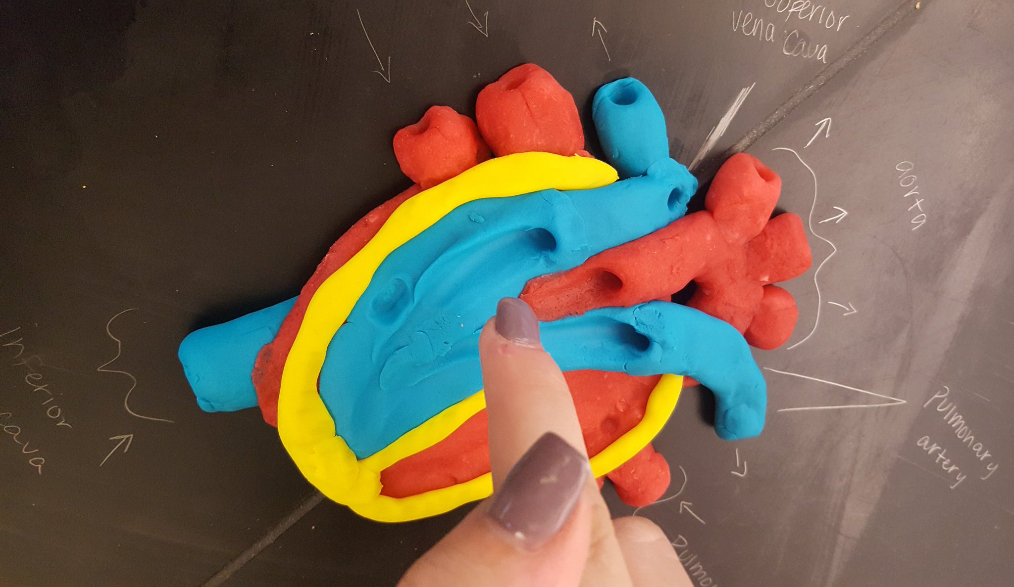 Play Doh Model Heart