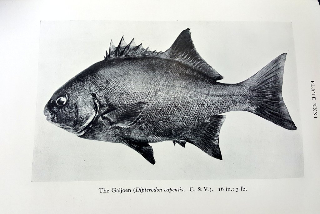 South African National Fish