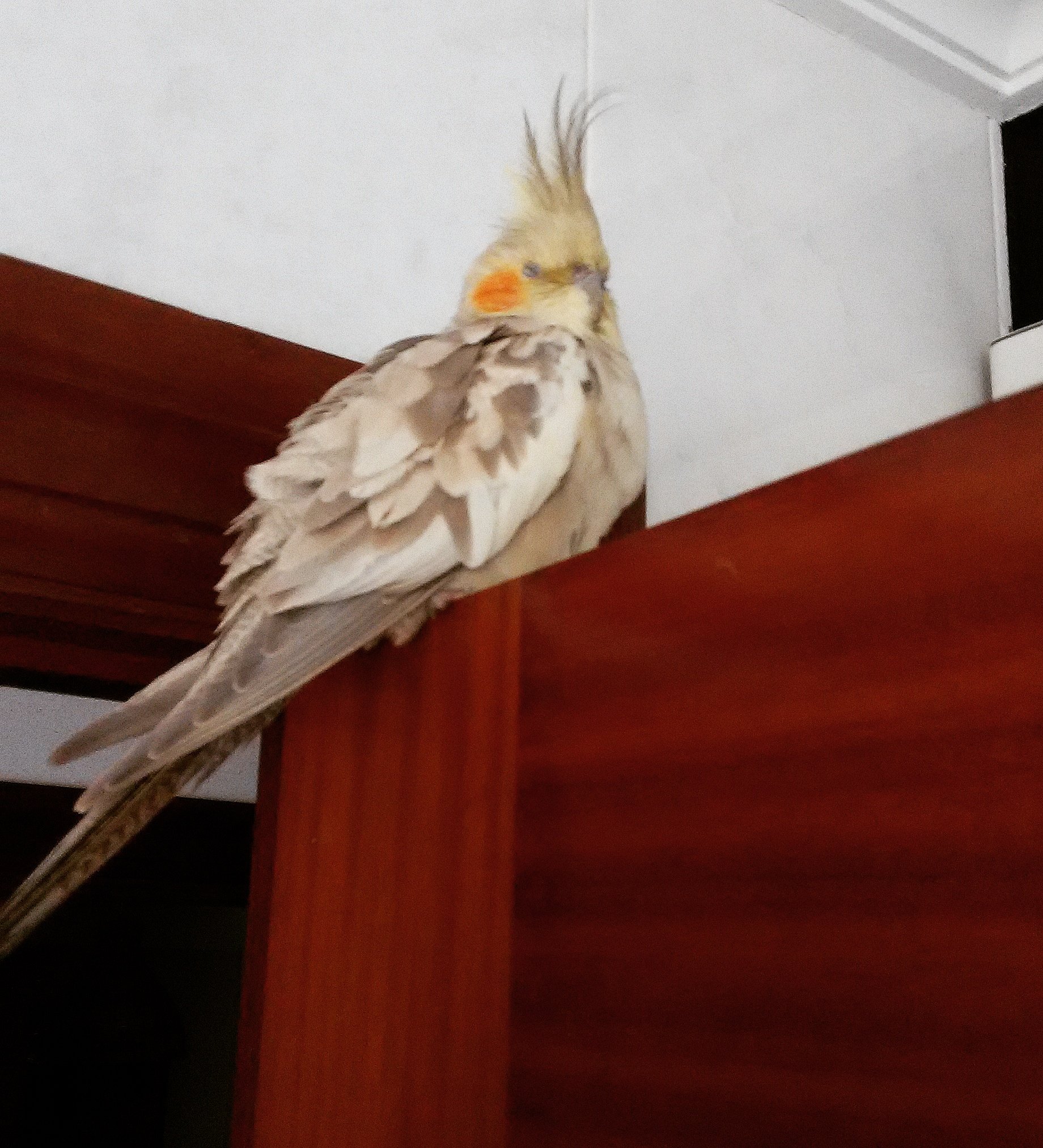 Cocktail Bird Sleeping