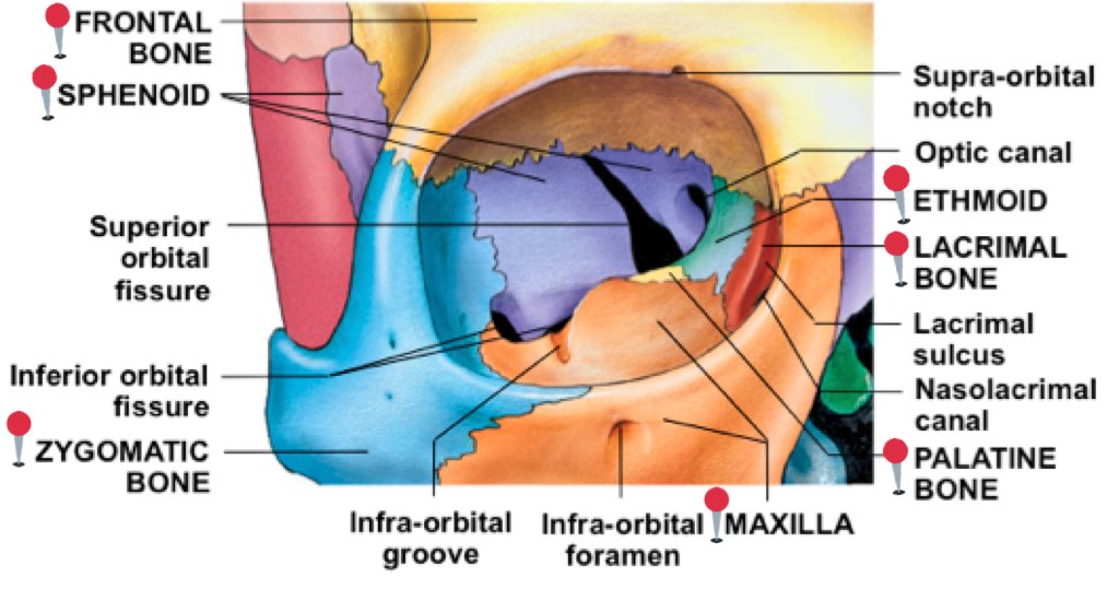 Orbital Bones And Orbital Fractures: An Overview, 57% OFF