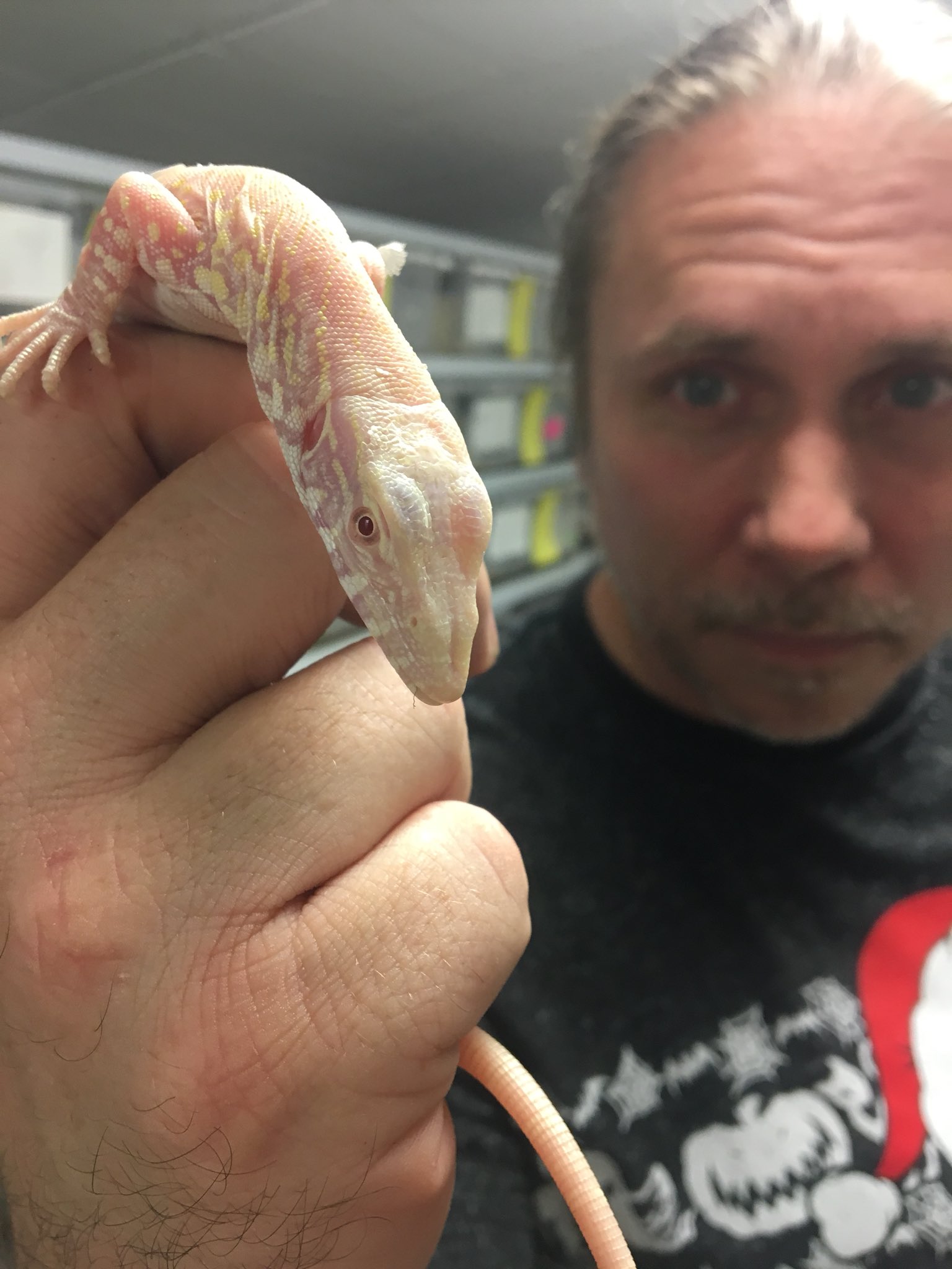 Leucistic Nile Monitor