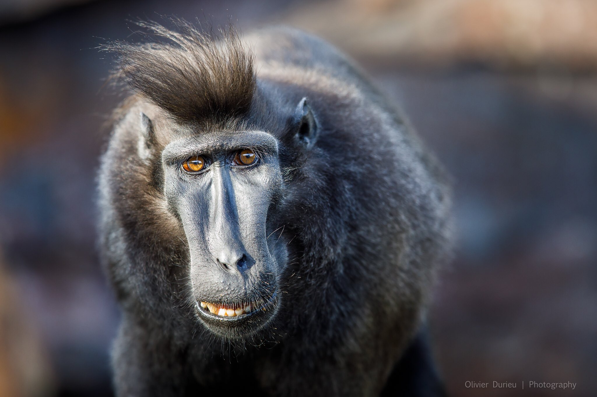 Ugly Black Monkeys Page 4 | Ugly Monkey Vectors & Illustrations For