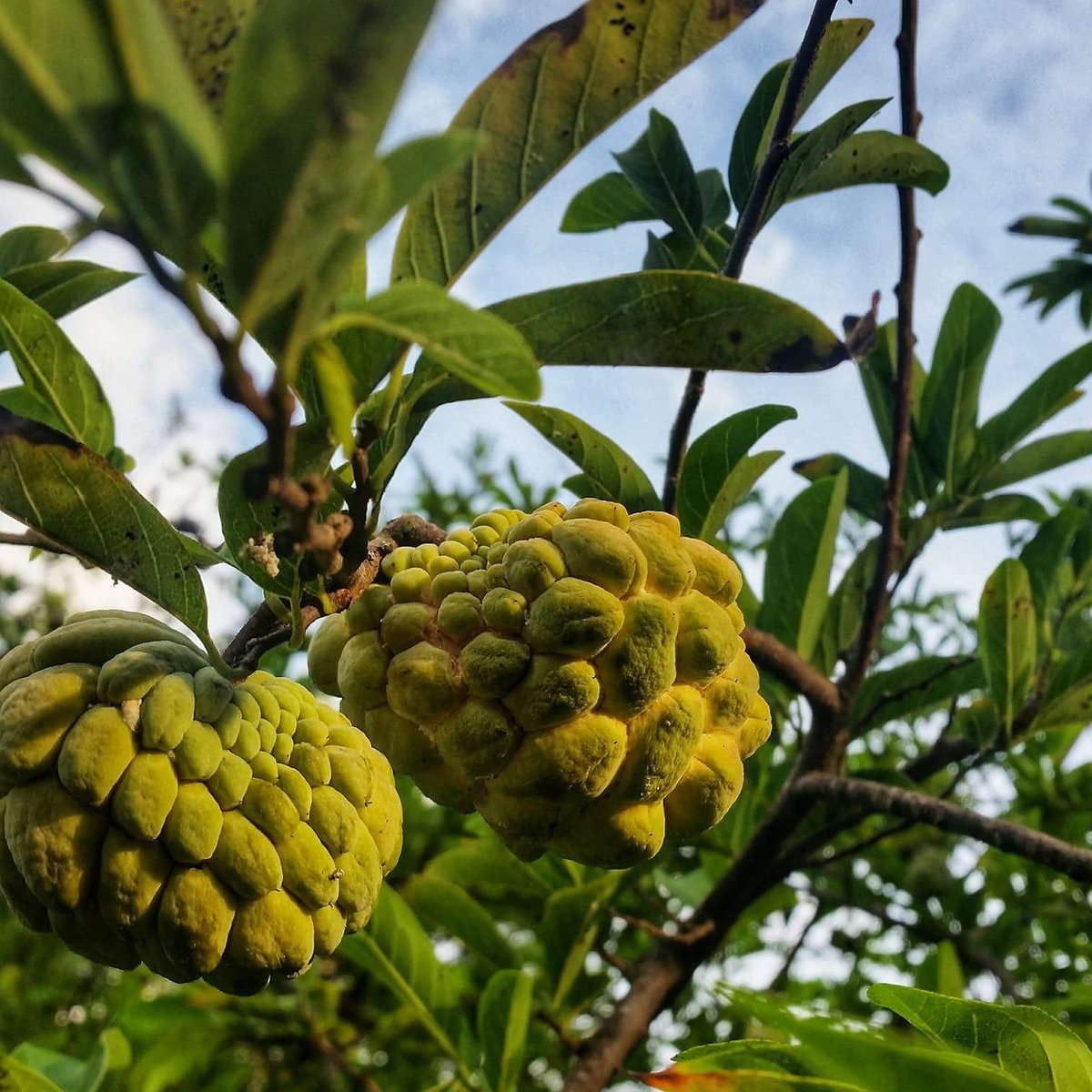 Beautiful Fruit Trees