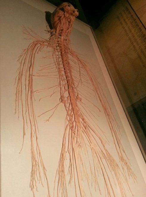 Nerves Of The Human Body Real
