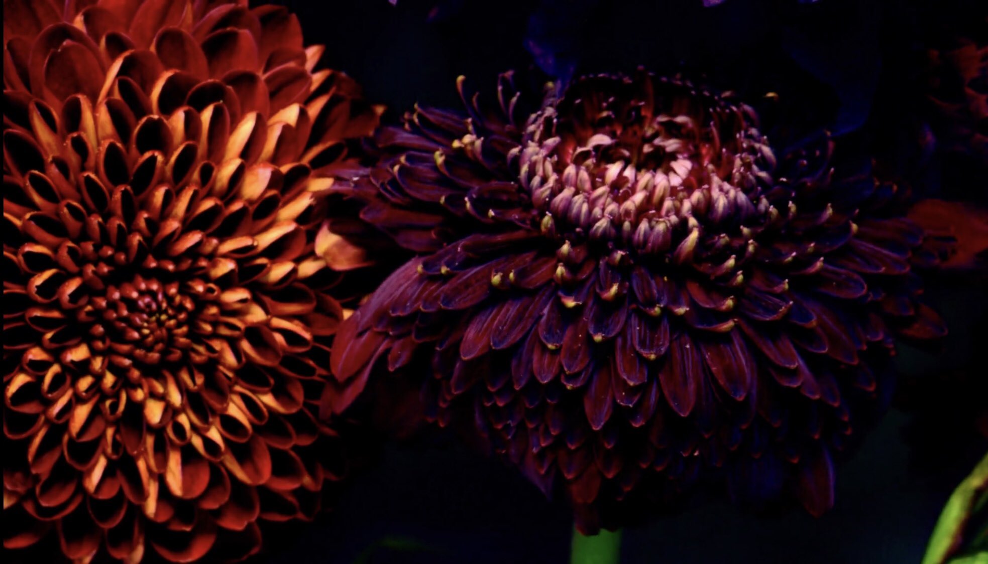 DRAWING AND MANUAL™️ on Twitter: "Recent Work: POLA B.A TVC Creative Director: Morihiro Harano ...