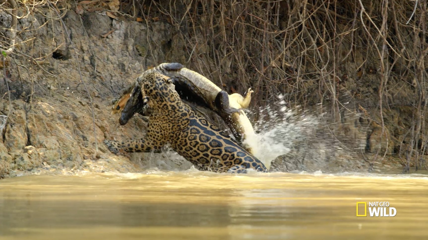 Leopard Vs Crocodile
