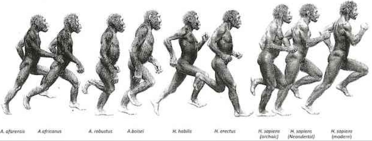 Human Evolution Stages With Names
