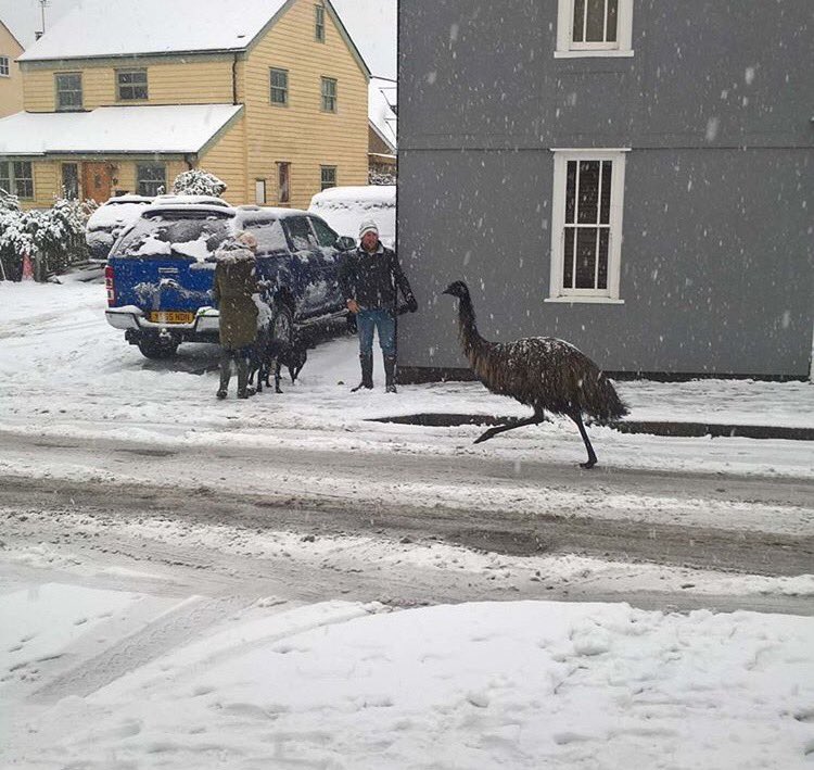 Escaped emu goes for a run in the snow in English town | Gephardt Daily