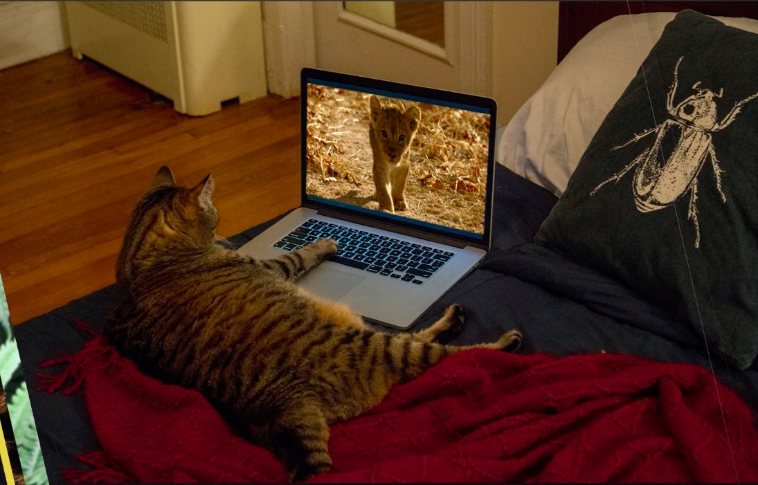 Lazy Cat Watching Tv