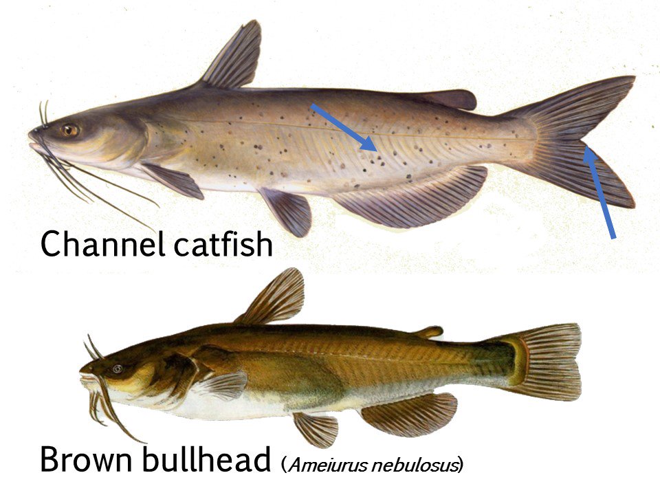 Bullhead Catfish Vs Channel Catfish