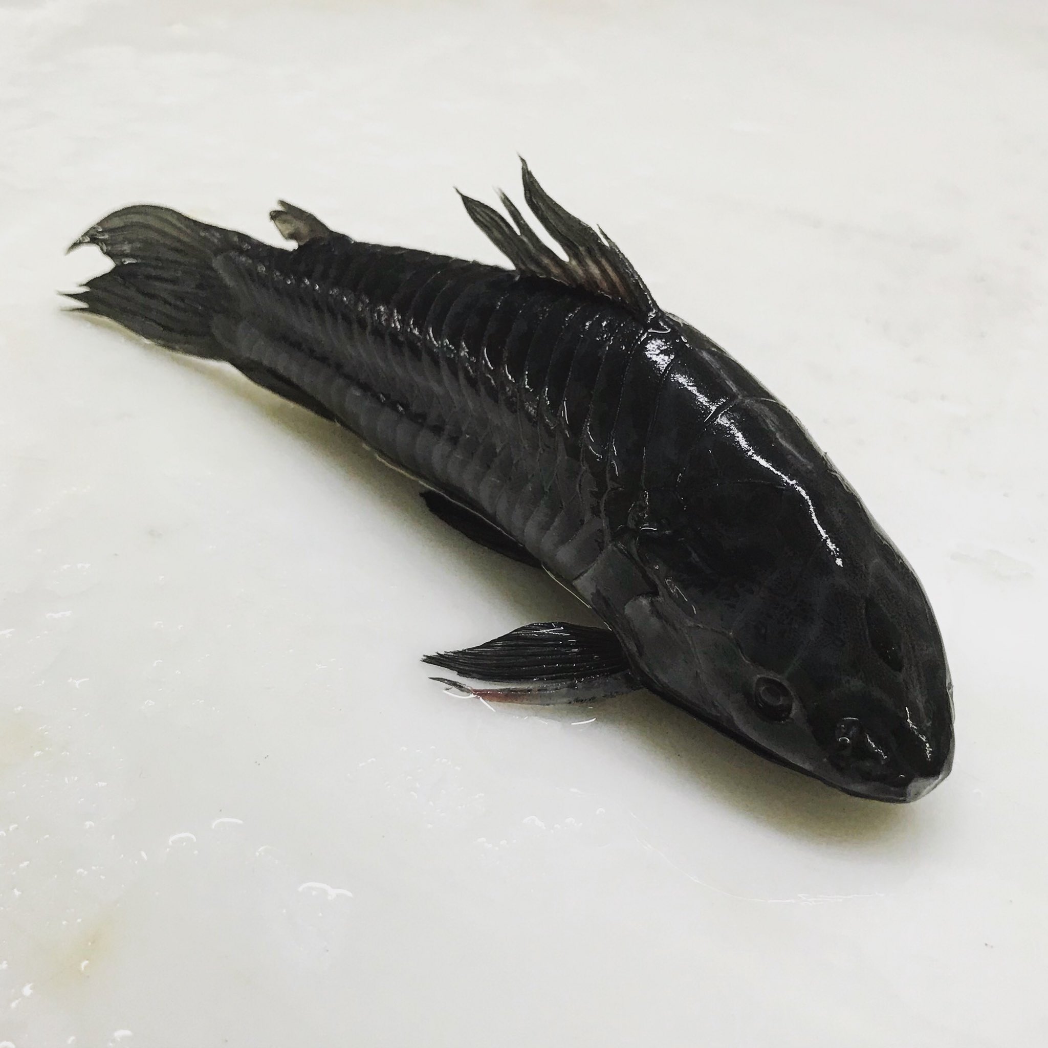 Armored Catfish Hassa