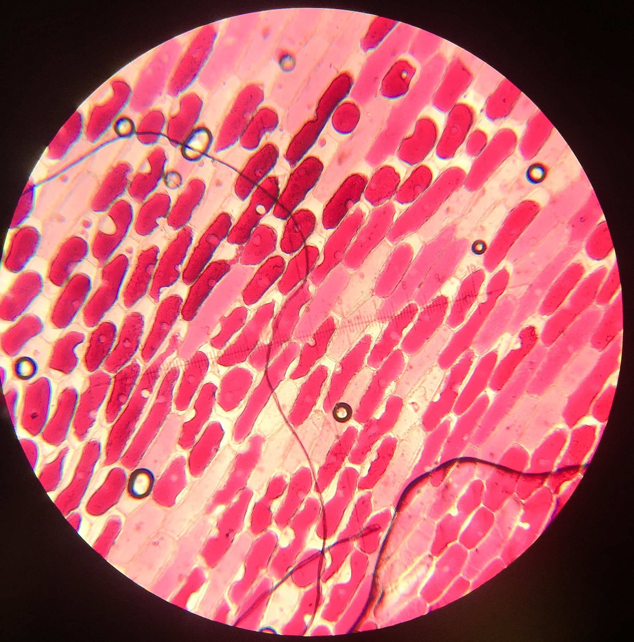 Red Onion Cells Under Microscope