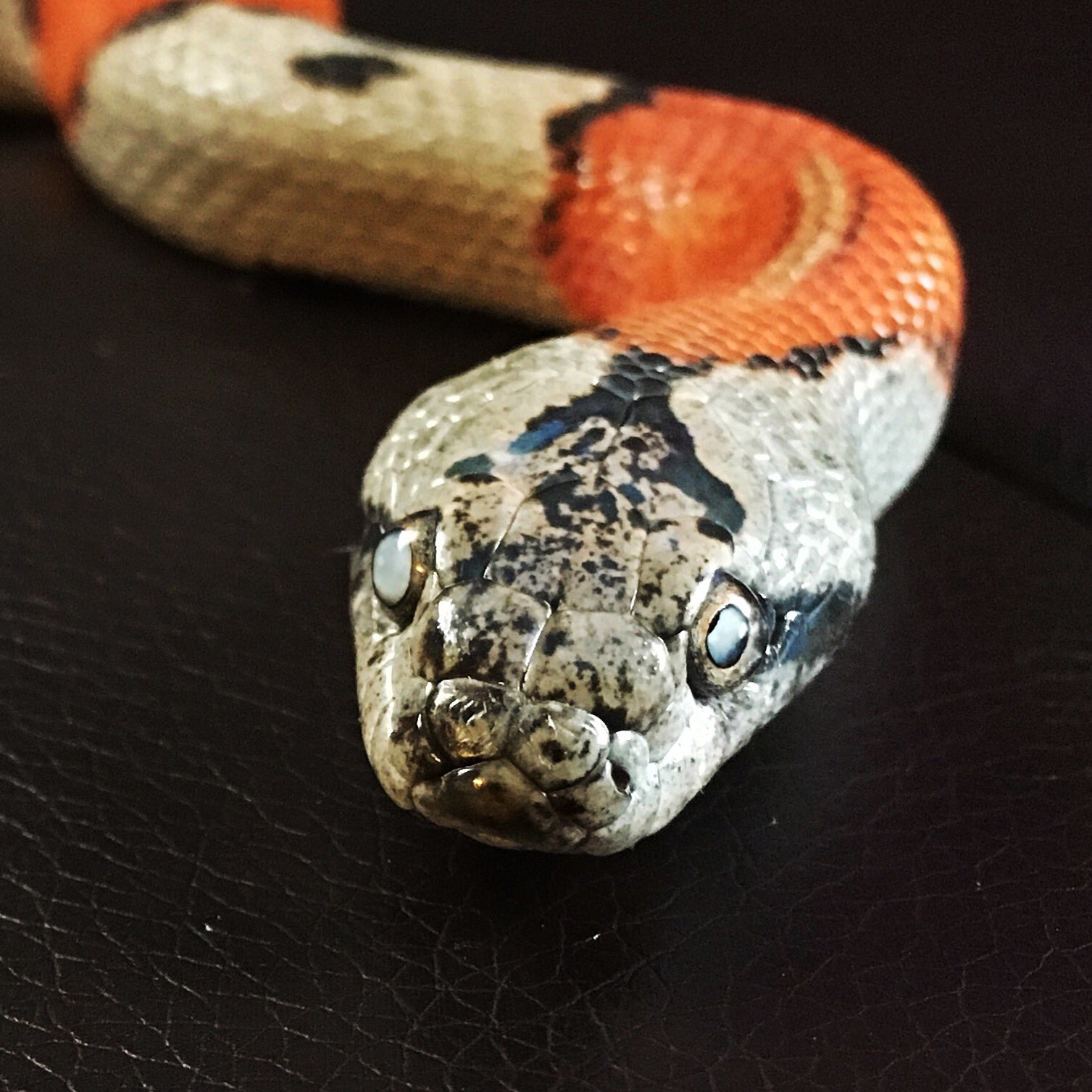 Zombie Snake