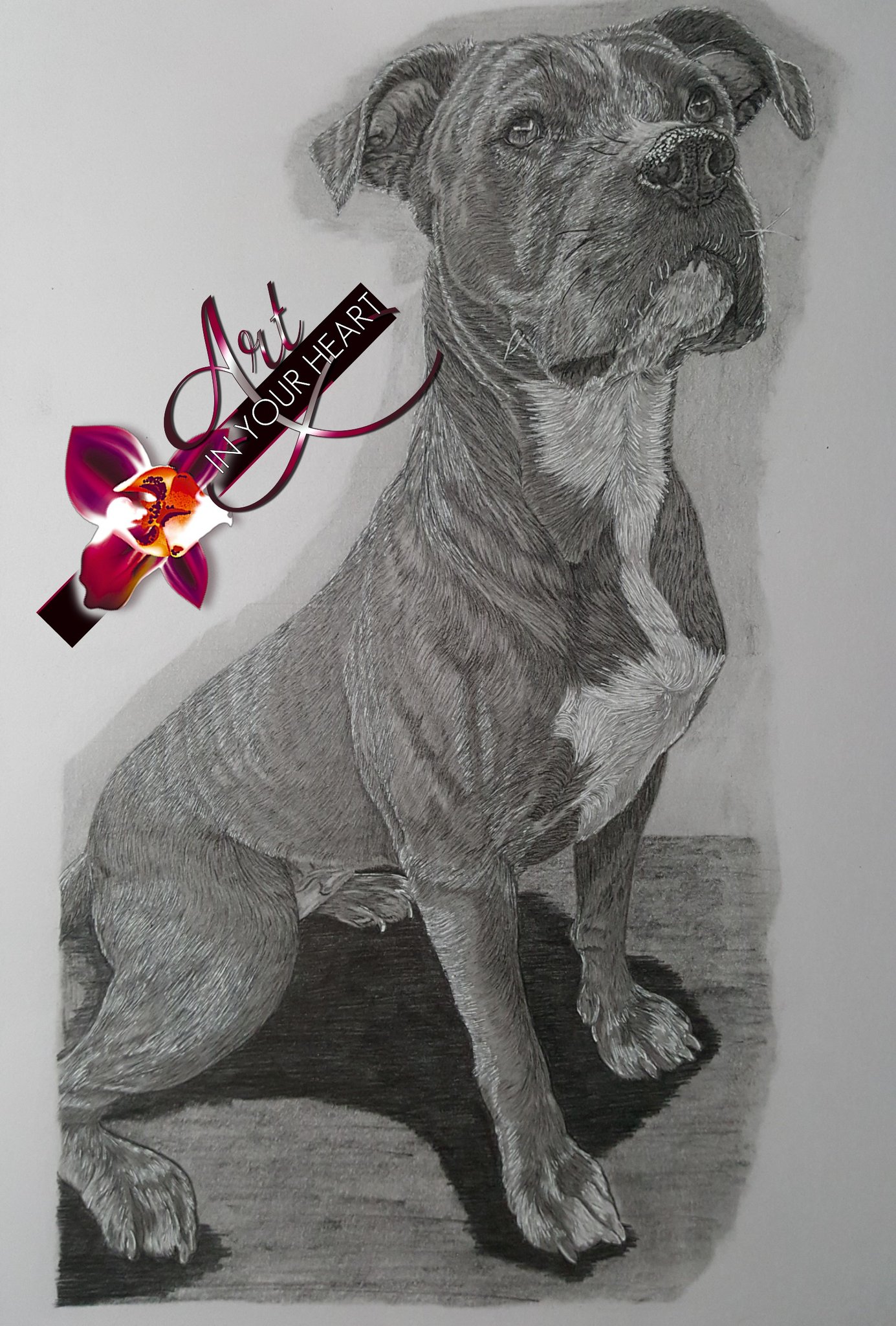 American Pitbull Drawings In Pencil