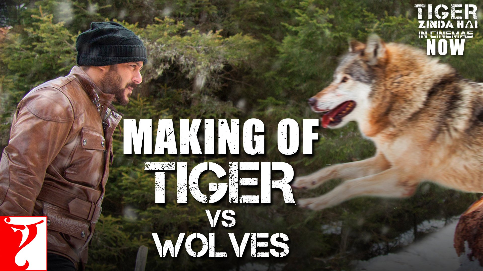 Tiger Vs Wolf Video