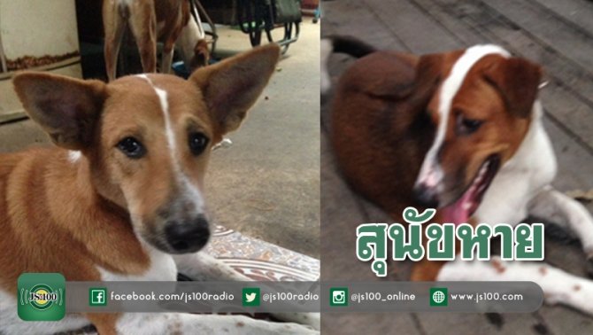 JS100 on Twitter: "สุนัขหาย 2 ตัว ผู้ใดพบเห็นแจ้งจส.100 โทร *1808 หรือ 1137 https://t.co ...