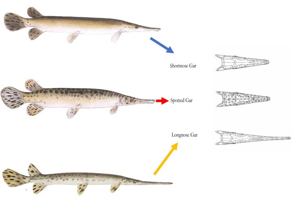 Baby Longnose Gar Fish