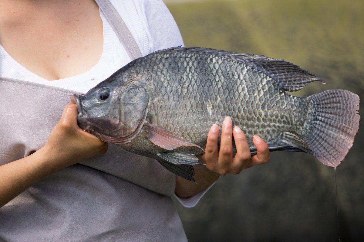 Galilaea tilapia - lomifusion