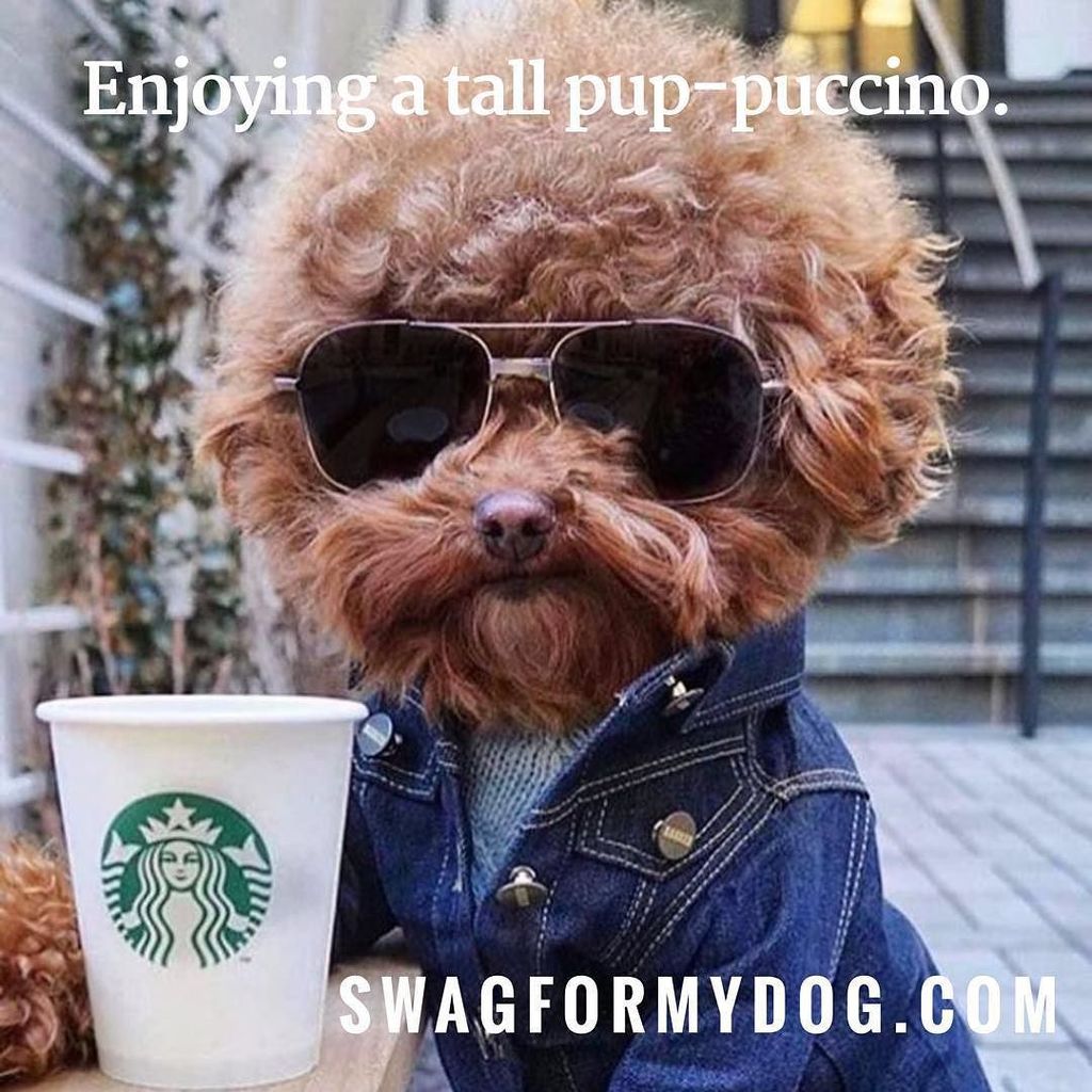A Real Dog With Swagg