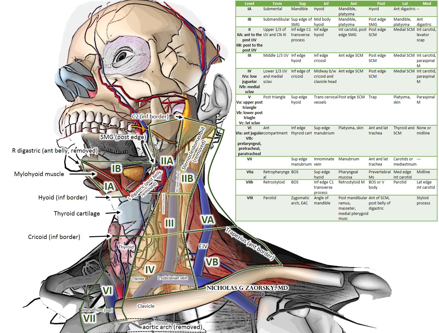 Lymph Node Anatomy Neck Neck Anatomy 2: Lymph Nodes