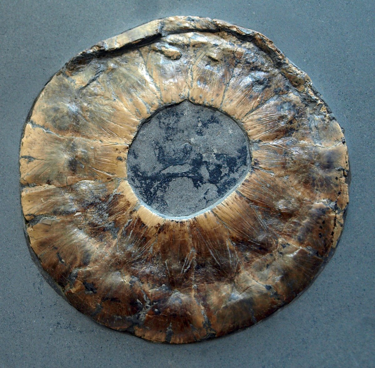 Sclerotic (eye) ring of an ichthyosaur from the Holzmaden Shale. Urwelt Museum Hauff, Holzmaden ...