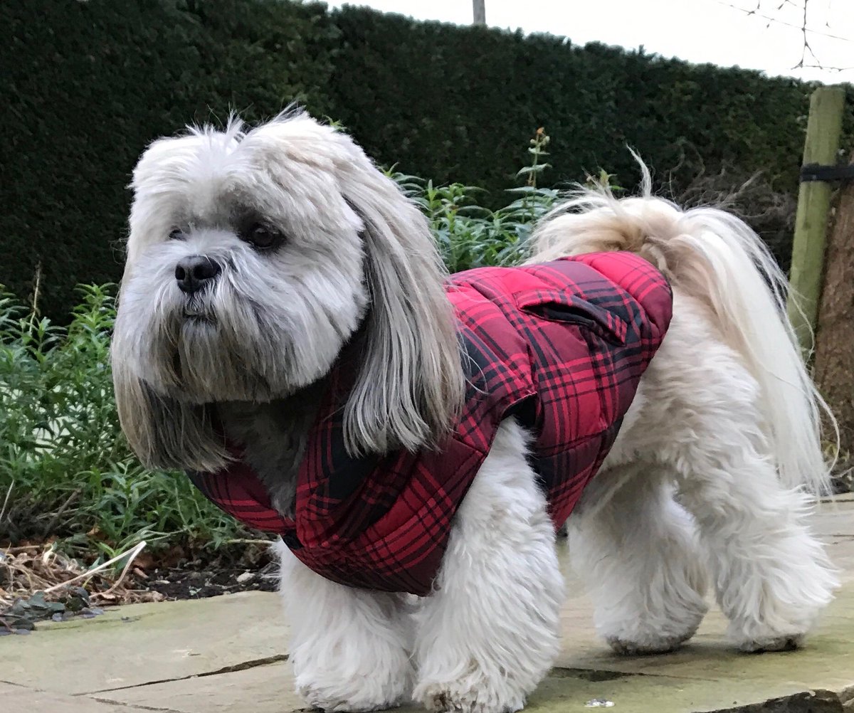 What Kind Is James Martins Dog