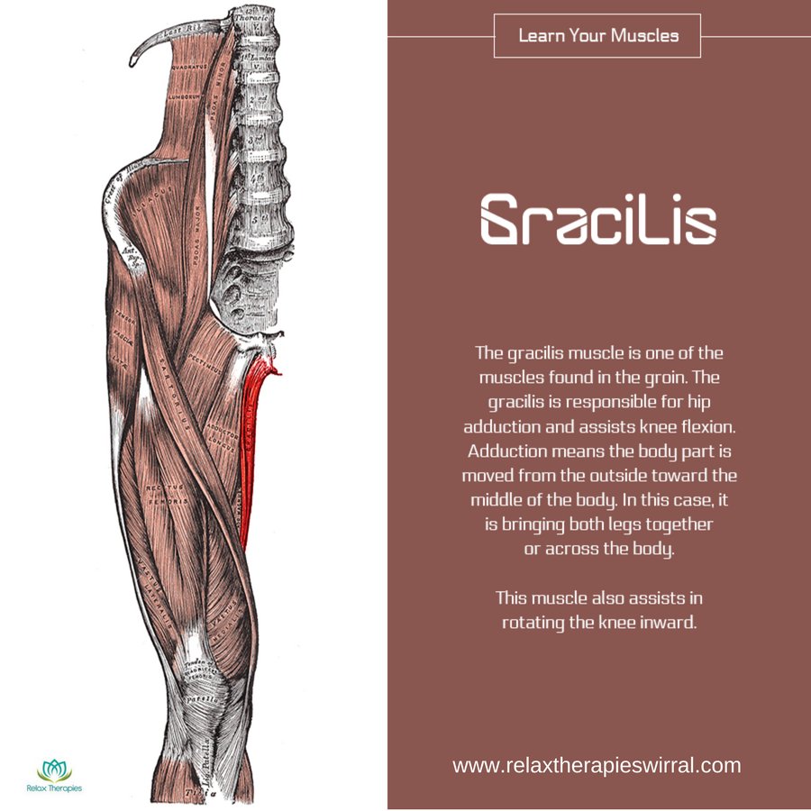 Gracilis Stretch Gracilis For Arabesque And Splits – EasyFlexibility