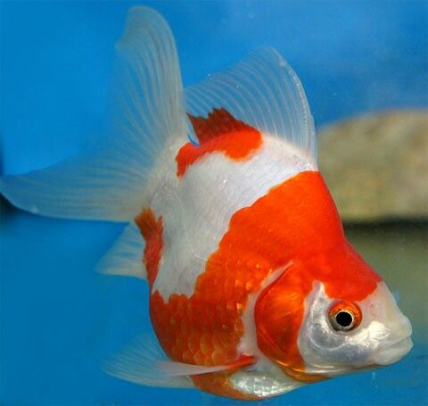 Sabao Goldfish