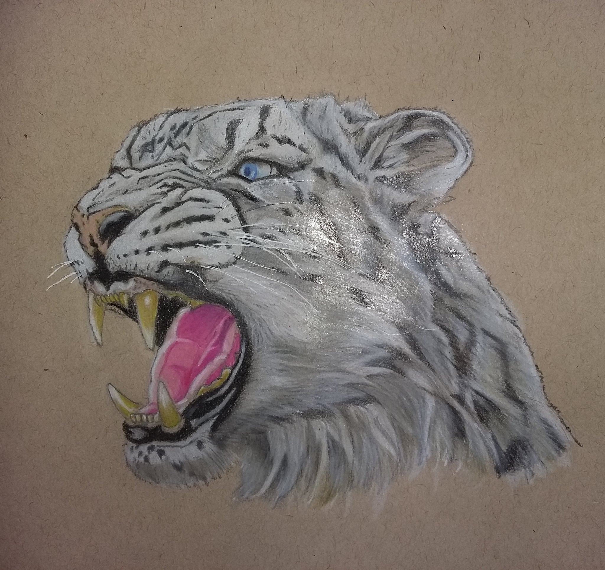 Roaring Leopard Drawing