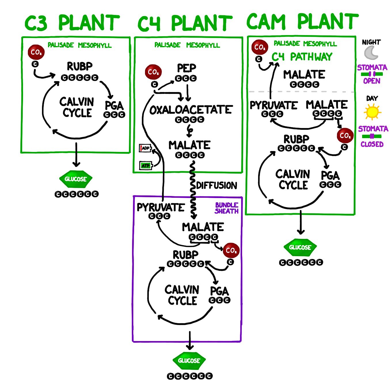 C4 Plants