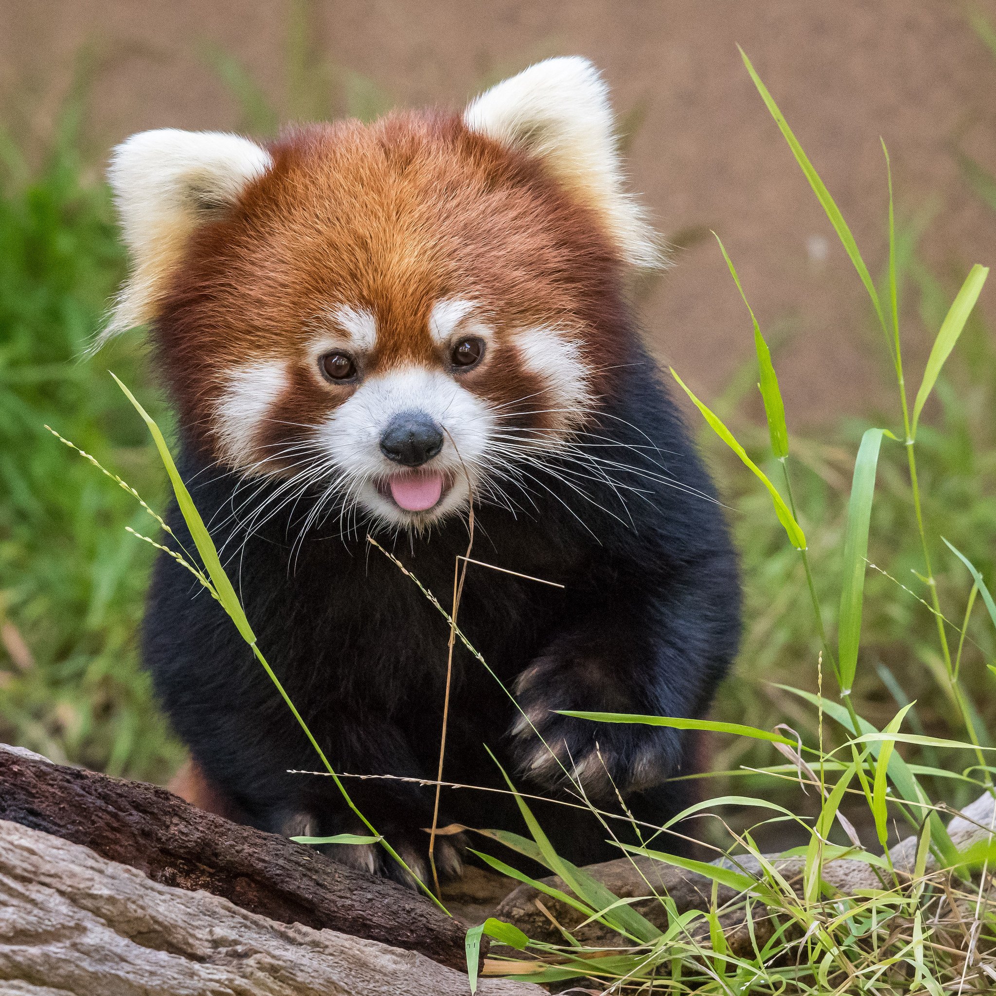 San Diego Zoo Red Panda