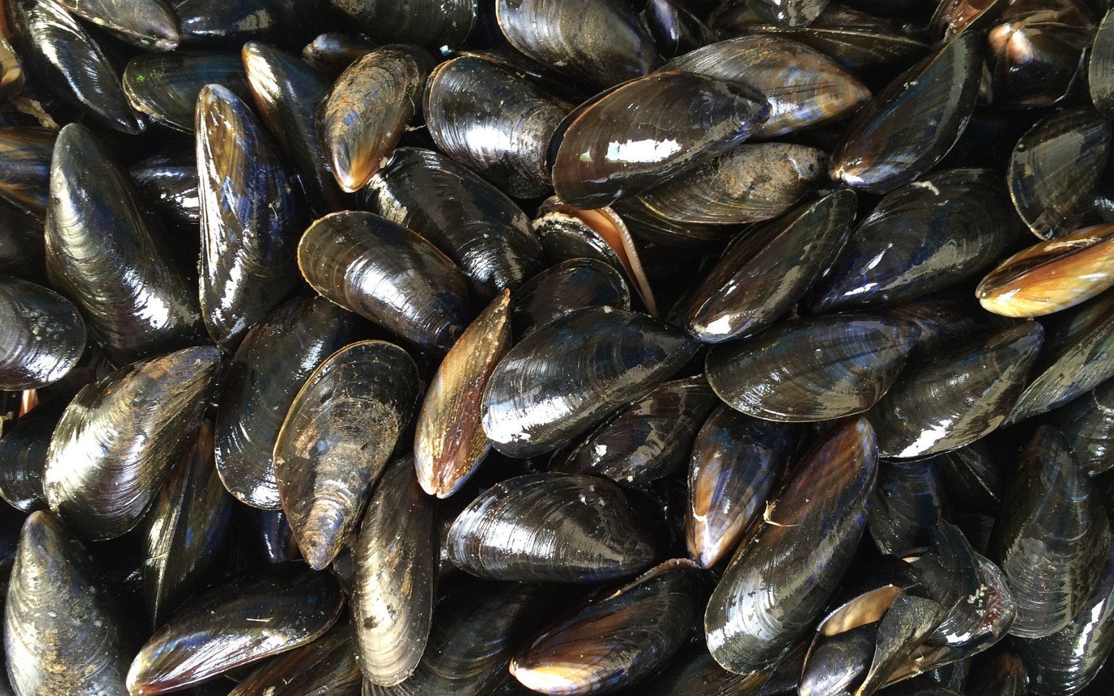 Pollution Mussels