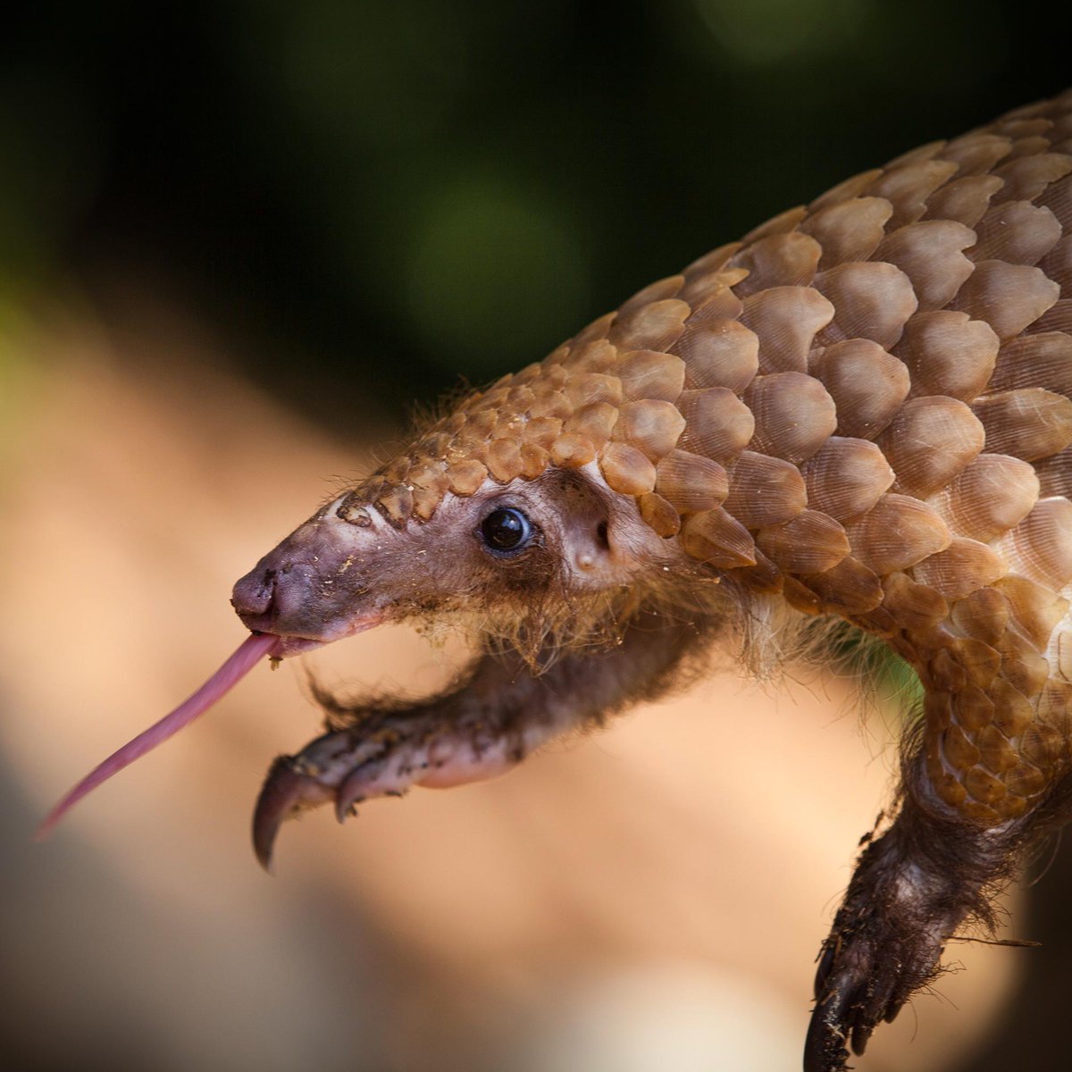 Animals With Scaly Skin