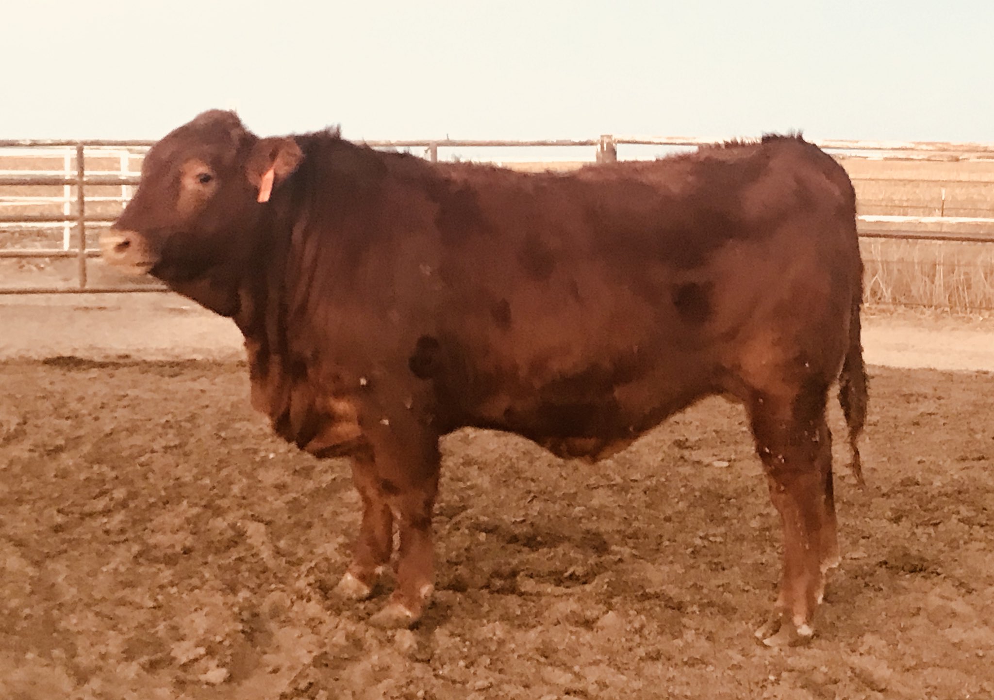 Beefmaster Steer